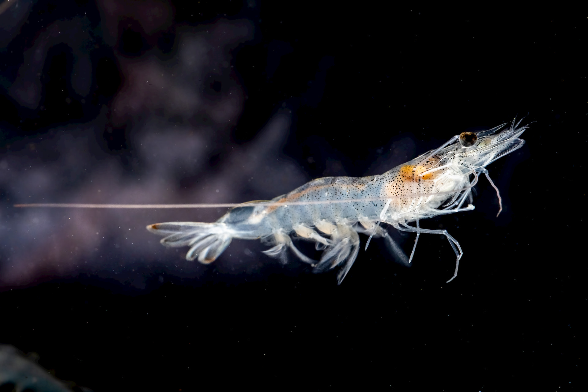 Shrimp Genetics - Benchmark Genetics - Breeding for the future