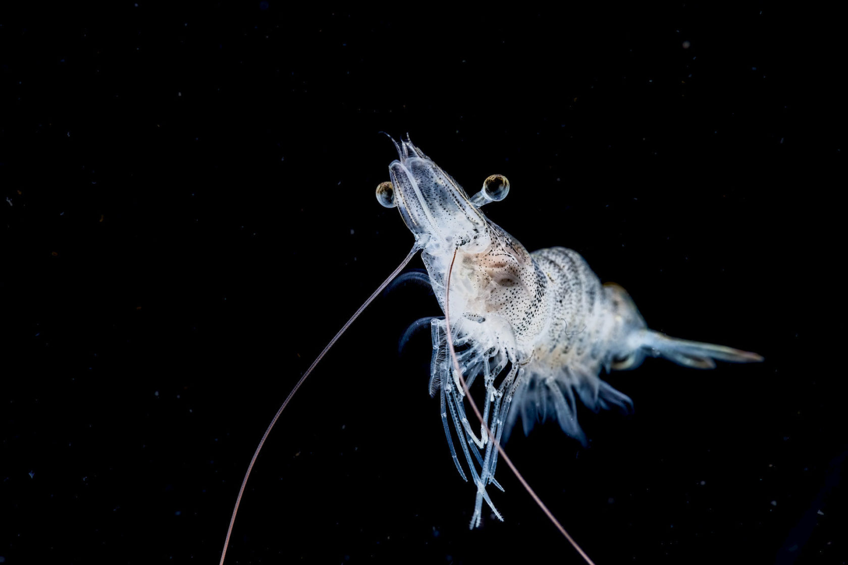 How genomics enables a more sustainable, cost-efficient shrimp ...