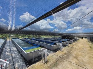 Benchmark Genetics - Driving sustainability in aquaculture