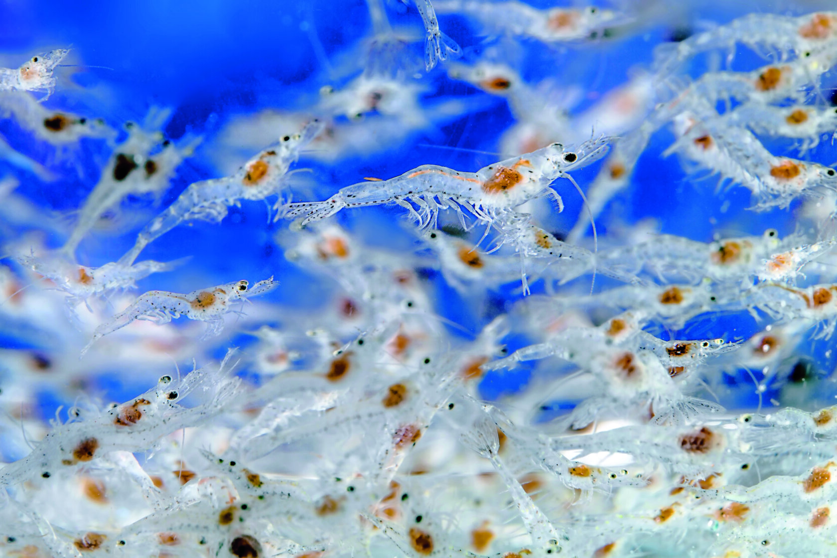 Why you should choose your shrimp genetics carefully - Benchmark Genetics