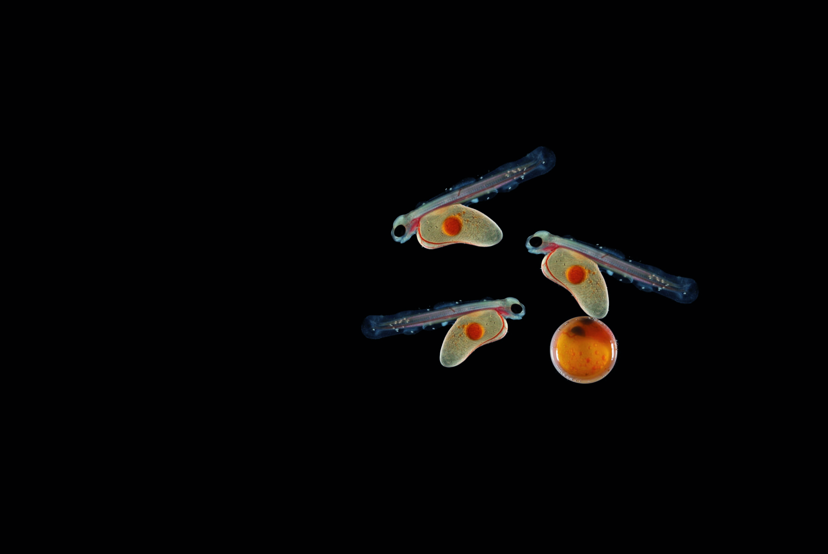 Benchmark Genetics - Driving sustainability in aquaculture